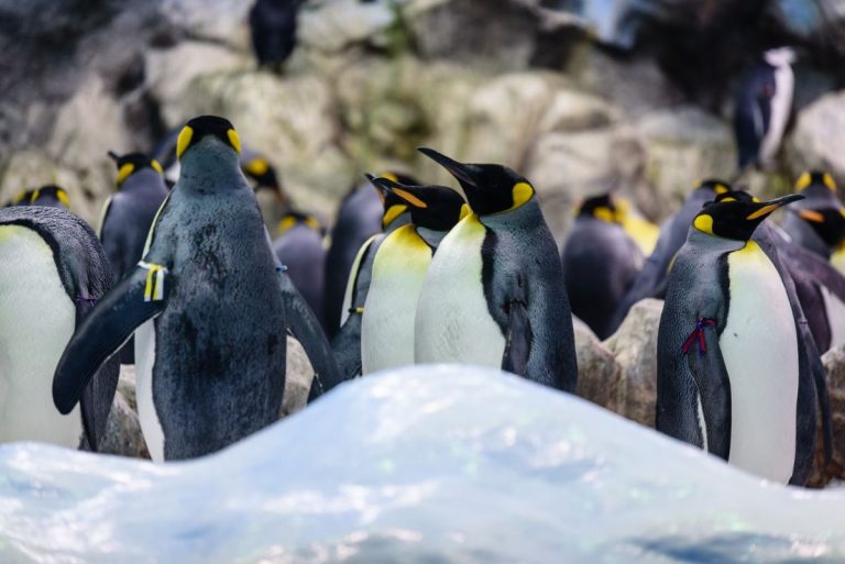 Danish researchers see the funny side of Antarctic penguin poop ...
