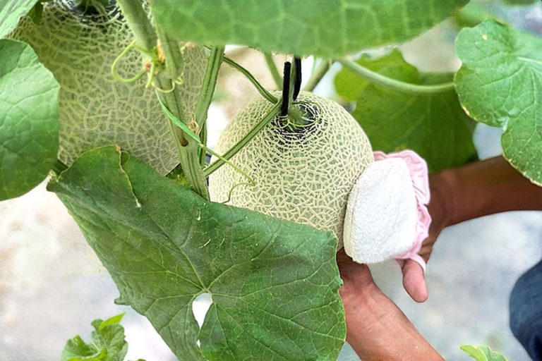 How these Malaysian farmers grew the world’s most expensive melons ...