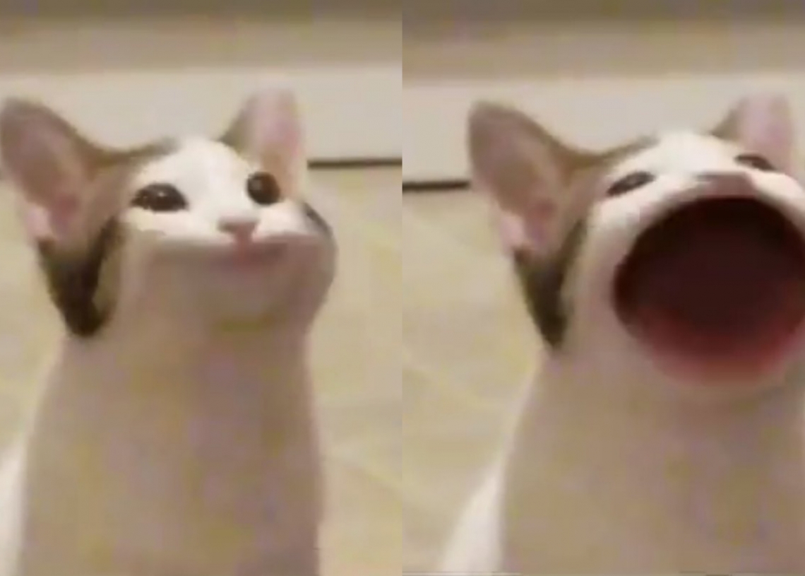 What is Popcat and why is it trending? - SoyaCincau