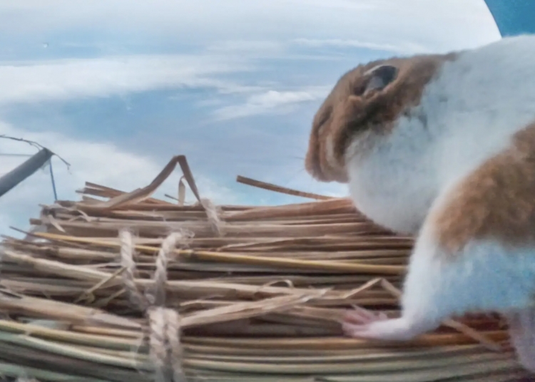 A hamster was shot into space and returned home safely with a flying ...
