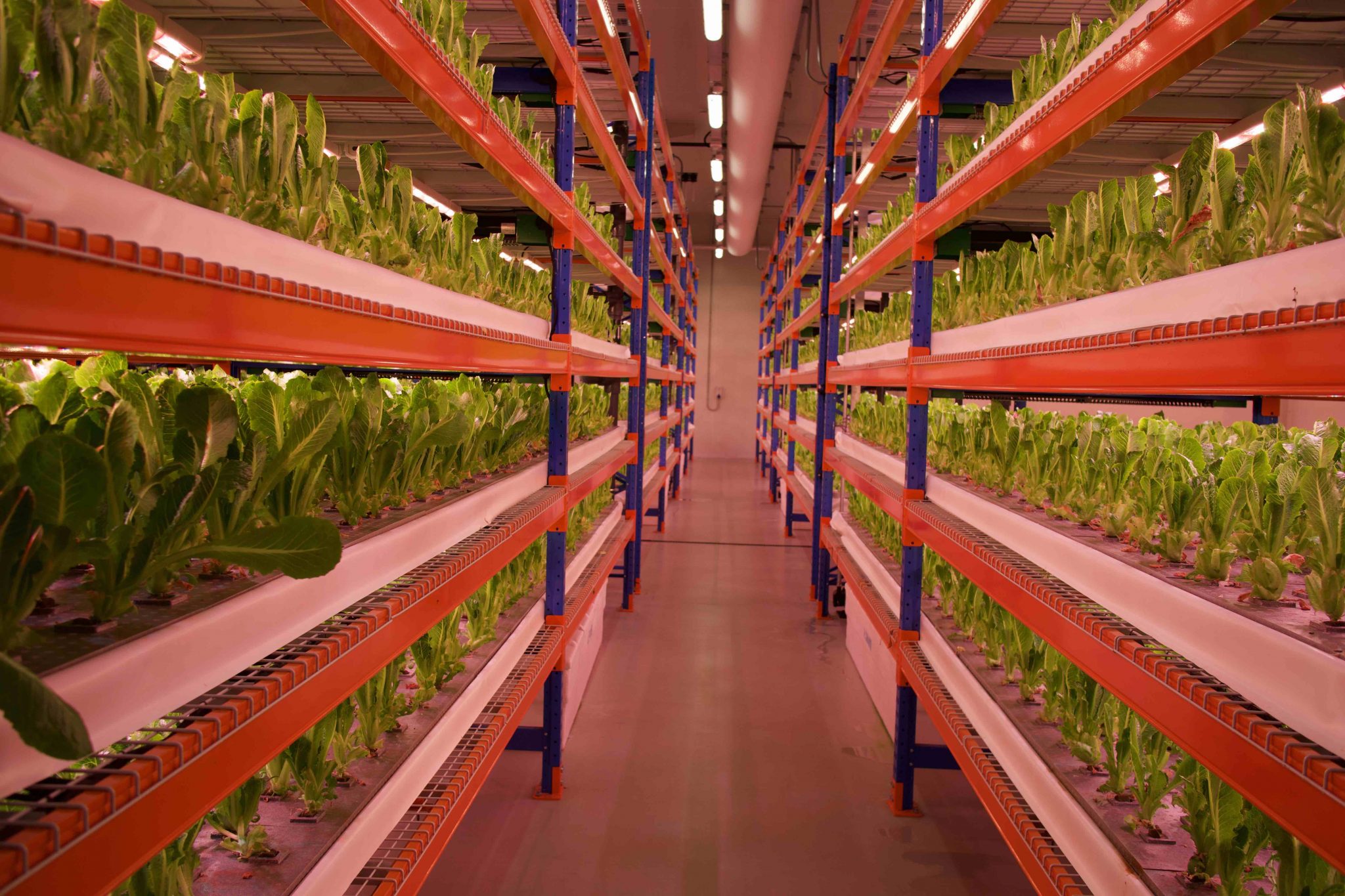 Emirates built the world's largest hydroponic farm to help grow veggies ...